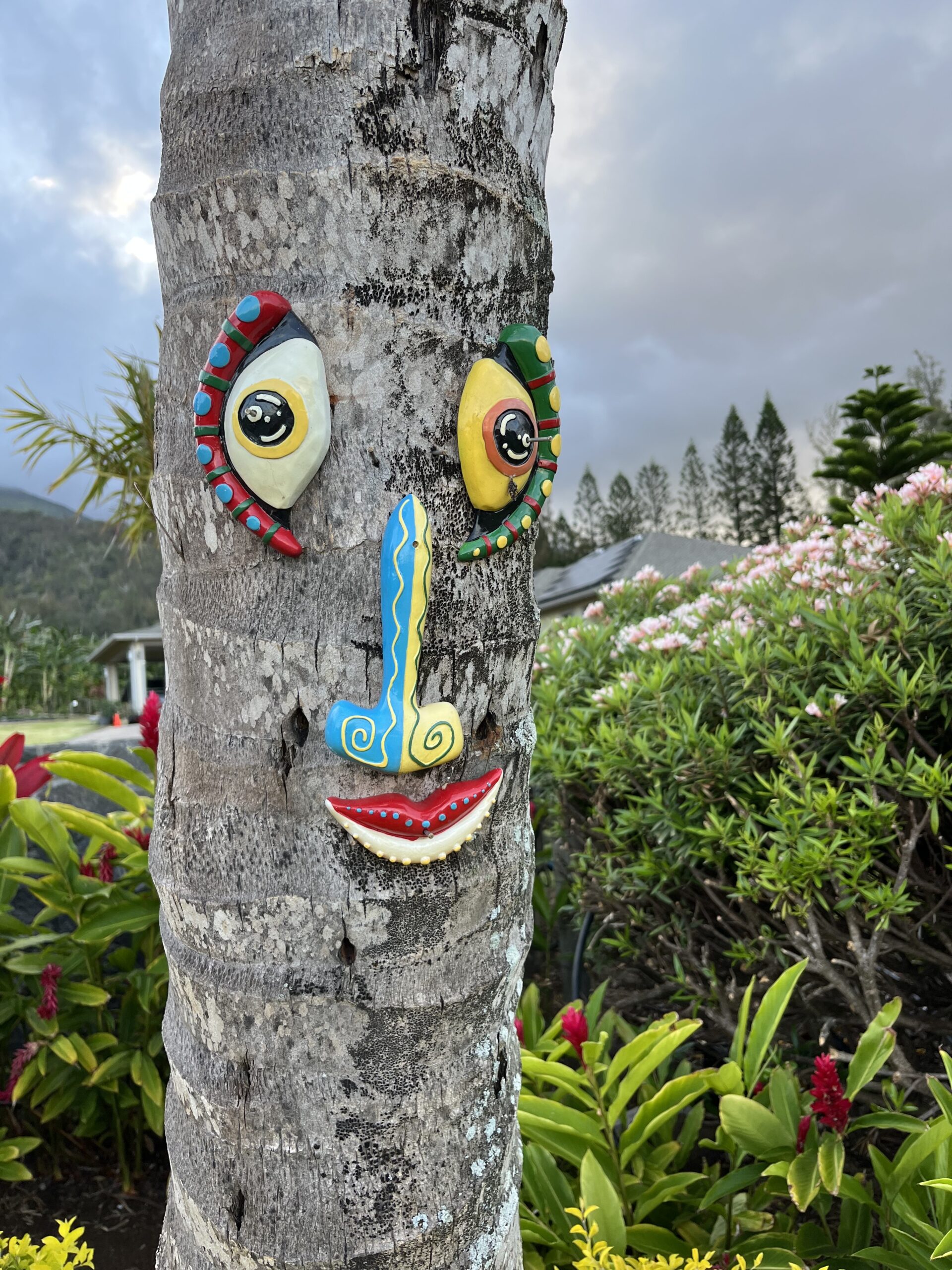 Photo of the Day: Cuckoo for Coconuts | News, Sports, Jobs - Maui News